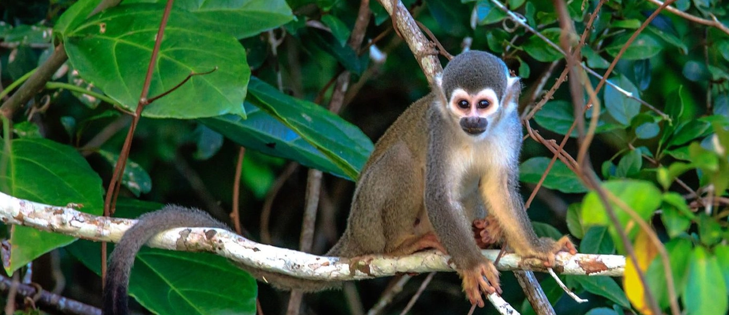 Ultimate Guide to the Best Places to Visit in the Peruvian Jungle